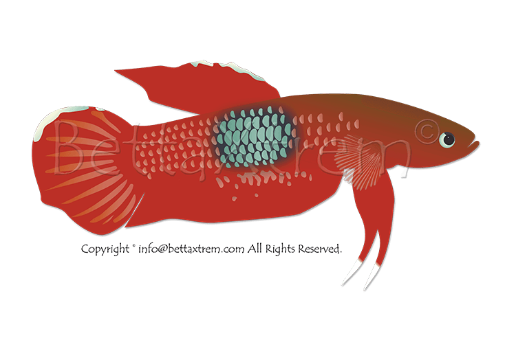 BettaXtrem | reproducción y cría de Bettas salvajes y tienda online de peces