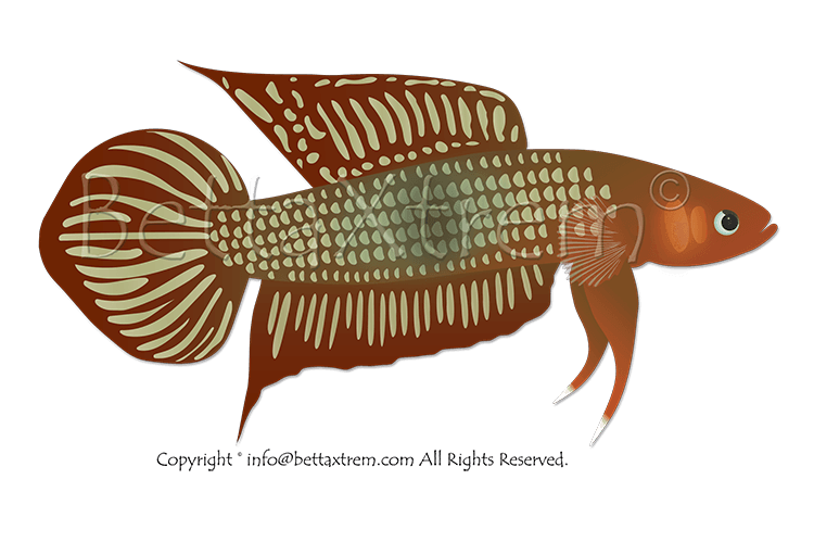 BettaXtrem | reproducción y cría de Bettas salvajes y tienda online de peces