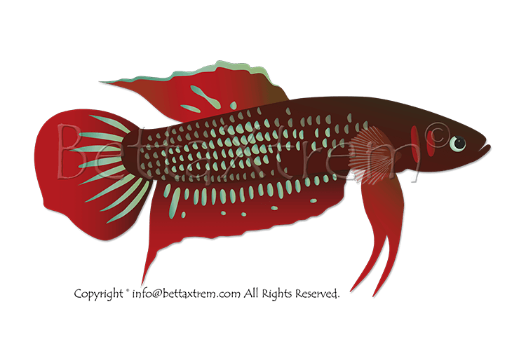 BettaXtrem | Complejo coccina