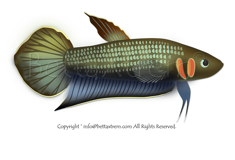 BettaXtrem | Complejo foerschi