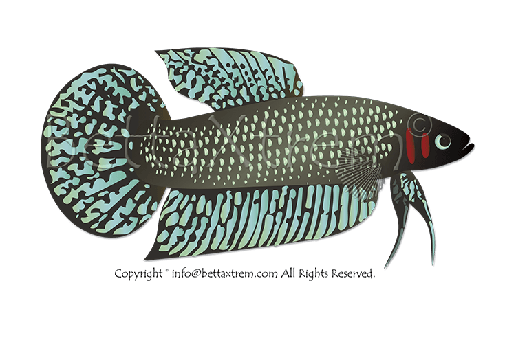 BettaXtrem | reproducción y cría de Bettas salvajes y tienda online de peces