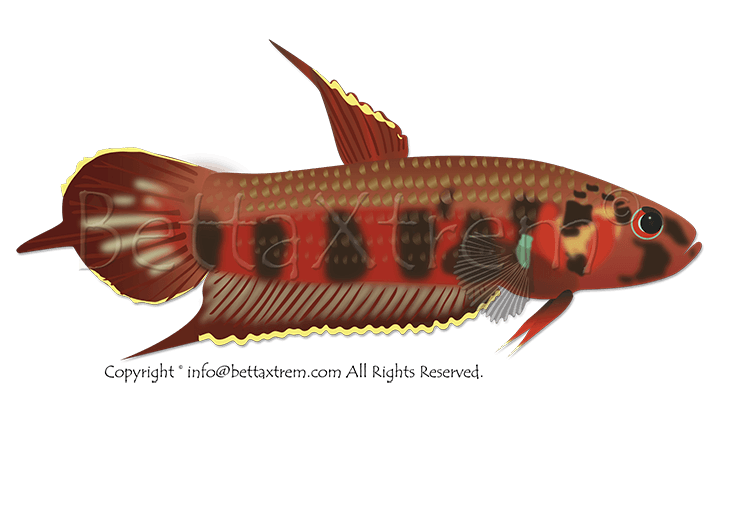 BettaXtrem | Complejo rubra