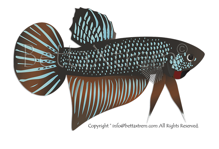 BettaXtrem | Complejo smaragdina