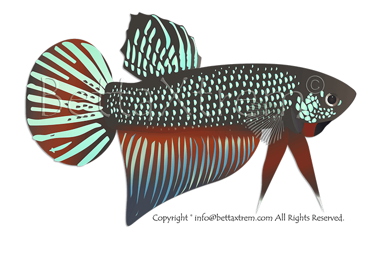 BettaXtrem | Complejo smaragdina