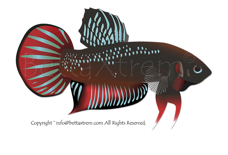 BettaXtrem | Complejo splendens