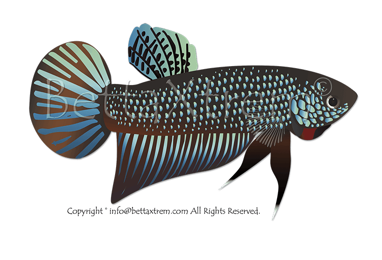 BettaXtrem | reproducción y cría de Bettas salvajes y tienda online de peces