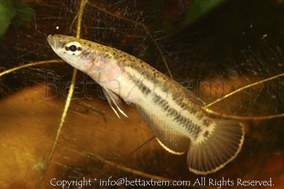 BettaXtrem | Galería de Bettas Salvajes