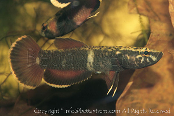 BettaXtrem | Galería de Bettas Salvajes
