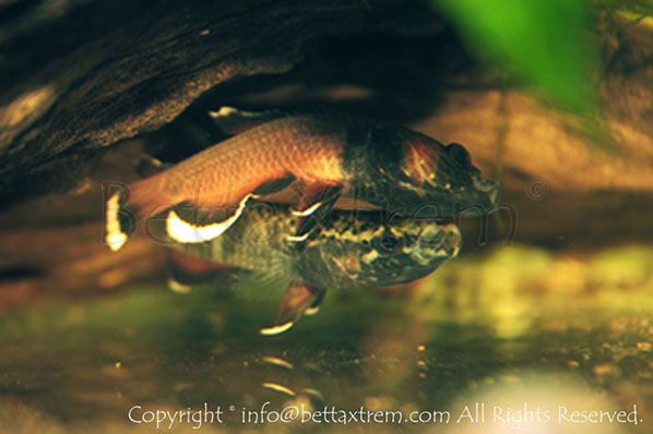 BettaXtrem | Galería de Bettas Salvajes