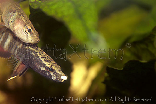 BettaXtrem | Galería de Bettas Salvajes