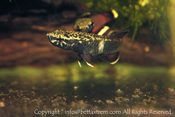 BettaXtrem | Galería de Bettas Salvajes