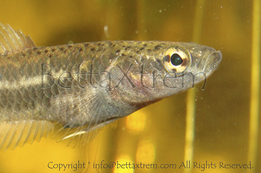 BettaXtrem | Galería de Bettas Salvajes
