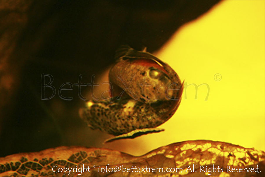 BettaXtrem | Galería de Bettas Salvajes