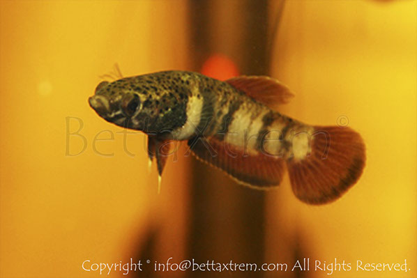 BettaXtrem | Galería de Bettas Salvajes