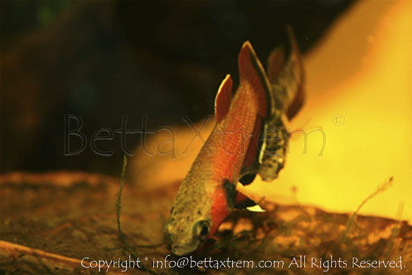 BettaXtrem | Galería de Bettas Salvajes