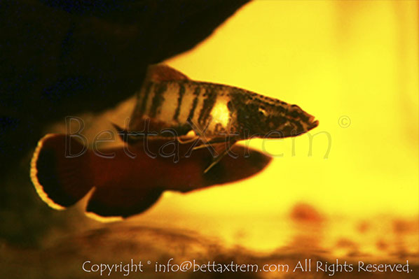 BettaXtrem | Galería de Bettas Salvajes