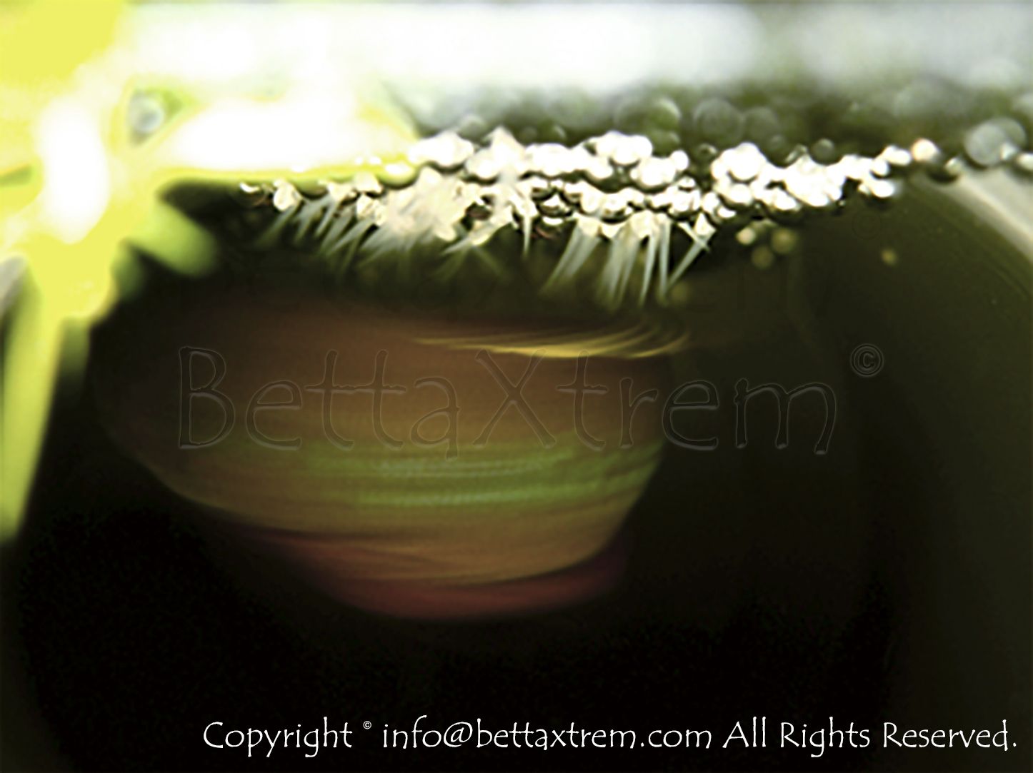 BettaXtrem | Galería de Bettas Salvajes