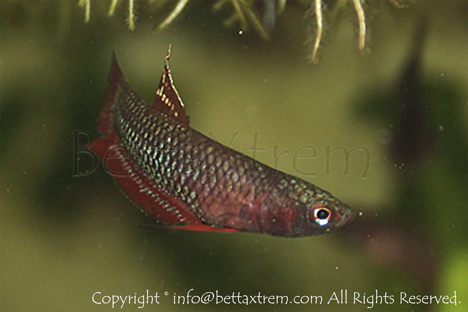 BettaXtrem | Galería de Bettas Salvajes