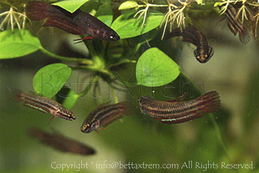 BettaXtrem | Galería de Bettas Salvajes