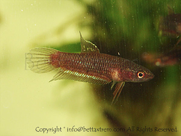 BettaXtrem | Galería de Bettas Salvajes