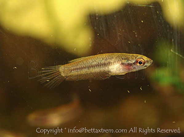 BettaXtrem | Galería de Bettas Salvajes