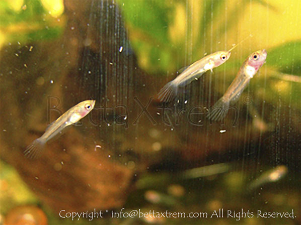 BettaXtrem | Galería de Bettas Salvajes
