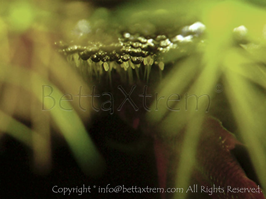 BettaXtrem | Galería de Bettas Salvajes
