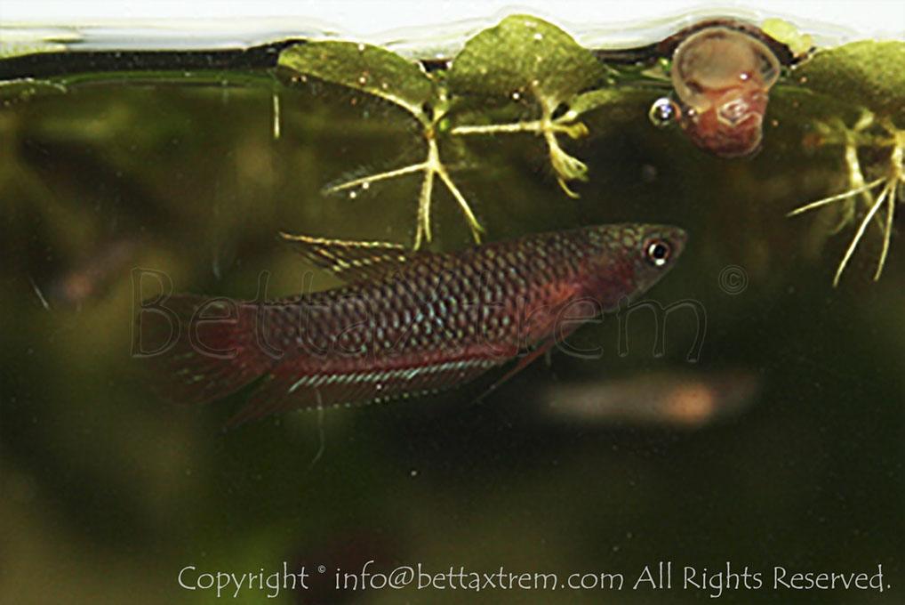 BettaXtrem | Galería de Bettas Salvajes