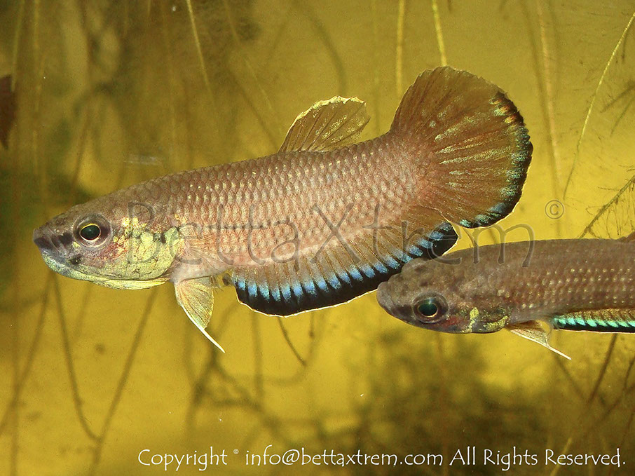 BettaXtrem | Galería de Bettas Salvajes